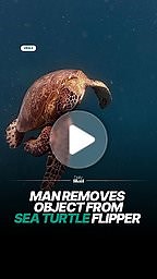 Man helps remove object lodged in sea turtle's flipper