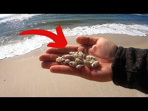 Surf Fishing with Tiny Sand Fleas