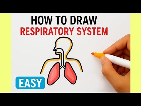 Super Easy Drawing of RESPIRATORY SYSTEM - - For Complete Beginners - Step by Step Drawing of LUNGS