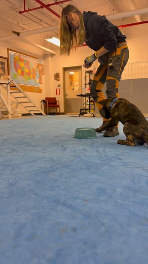 Buster is doing well so far in our program! Check out this video of Buster practicing the “pivot bowl” exercise, teaching proprioception and hind end awareness. 𝘉𝘶𝘴𝘵𝘦𝘳, 𝘥𝘰𝘯𝘢𝘵𝘦𝘥 𝘣𝘺 𝘔𝘪𝘭𝘭 𝘐𝘳𝘰𝘯 𝘋𝘶𝘵𝘤𝘩 𝘚𝘩𝘦𝘱𝘩𝘦𝘳𝘥𝘴, 𝘪𝘴 𝘯𝘢𝘮𝘦𝘥 𝘪𝘯 𝘩𝘰𝘯𝘰𝘳 𝘰𝘧 “𝘉𝘶𝘴𝘵𝘦𝘳” - 𝘕𝘑 𝘚𝘵𝘢𝘵𝘦 𝘗𝘰𝘭𝘪𝘤𝘦 (𝘕𝘑𝘚𝘗) 𝘗𝘢𝘵𝘳𝘰𝘭 𝘋𝘰𝘨 𝘖𝘸𝘯𝘦𝘥 𝘢𝘯𝘥 𝘩𝘢𝘯𝘥𝘭𝘦𝘥 𝘣𝘺 𝘗𝘝𝘞𝘋𝘊’ 𝘧𝘰𝘳𝘮𝘦𝘳 𝘛𝘳𝘢𝘪𝘯𝘪𝘯𝘨 𝘋𝘪𝘳𝘦𝘤𝘵𝘰𝘳, 𝘈𝘯𝘯𝘦𝘮𝘢𝘳𝘪𝘦 𝘋𝘦𝘈𝘯𝘨𝘦𝘭𝘰. 𝘉𝘶𝘴�