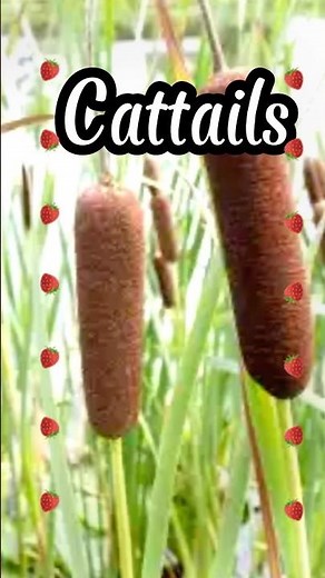 Cattails-Amazing plant-Source of fluff, food, art, medicinal uses and role in ecosystem. #cattails