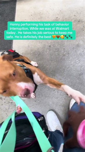 Henny performing his task of behavior interruption. While we was at Walmart today . He takes his job serious to keep me safe. He is definitely the best 🧡🤎🥰🐾🐾 #psychiatricservicedog #militaryservicedog #disabledairforceveteran #servicedogcommunity #servicedogteam