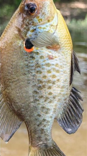 Big Red Ear, AKA (Shellcracker or Chinquapin) Bream!! #viralvideo #fishing #fish #Louisiana #like