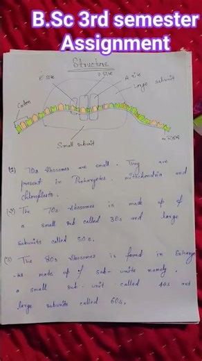 B.Sc. 3rd semester of assignment Ribosomes 🥰@#NK@#✍️👍❤️👌