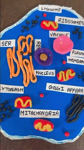 Easy animal cell clay model for school project #clay #animalcell #school #art