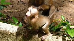 14K views · 631 reactions | Rainbow Feed Back With Good Respond By Lip Smacking Gesture Show Of Body Language So Brave. #LovelyMonkey #RainbowMonkey #LibbyMonkey | Lovely Monkey | Facebook
