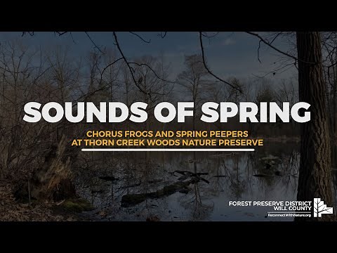 Sounds of spring: Chorus frogs and spring peepers