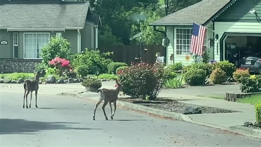 The twins growing up so fast “Love the world as your own self; then you can truly care for all things.” ….. Lao Tzu #fyp #nature #god #miracle #love