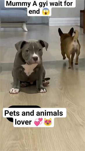 🤣🐶😹|Cute or funny animals and pets or CATS, funny videos 2025|AI|paws| #shorts #pets #animAls #Ai