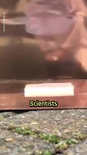 1.6M views · 32K reactions | Scientists develop a powerful super jelly material. #Science #Research #MaterialsScience #Technology | Hashem Al-Ghaili | Facebook