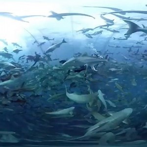 17K views · 190 reactions | #OpenBlue has the world's largest #openocean #aquaculture #seafarm  #Sustainability is in all aspects of our operations!  #Cobia fish are nurtured in their #natural habitat to result in healthy delicious #sustainablefish  openblue.com #sustainable #oceanraised | Open Blue Cobia | Facebook