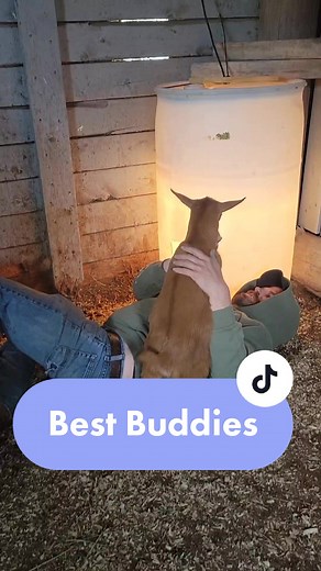 Powder Horn Farm on TikTok