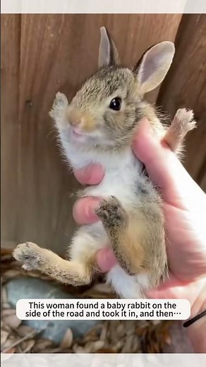 This woman found a baby rabbit on the side of the road and took it in, and then… #health #animals
