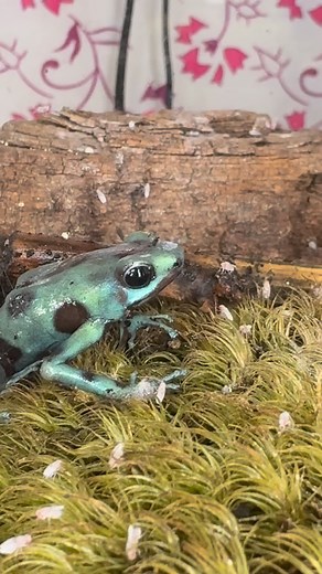 Did you know poison dart frogs are not poisonous in captivity? This is because their diet does not consist of bugs with alkaloid toxins in them (like ants, mites and beetles) #frog #dartfrog #amphibian | Slug OnaSlope