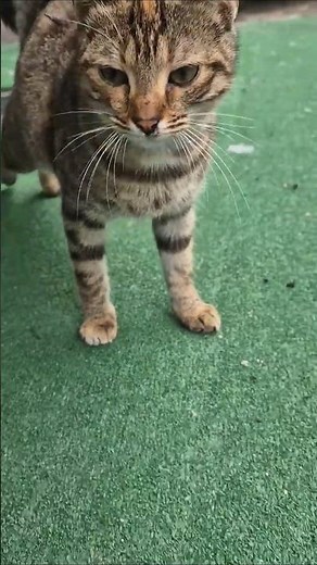 Tortoiseshell Kittens - The Cutest Cat Video Ever