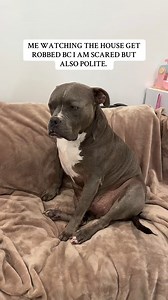 I think I was born in the wrong breed, inside I'm a Marshmello. | Amstaffpack