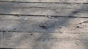 Wooden bridge planks weathered and rotten close-up 4K 2160p 30fps UltraHD tilting footage - Slow tilt over old timber structure lighted naturally 3840X2160 UHD video