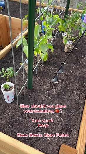 Plant your tomatoes deep! #tomato #tomatoplant #growingfood | Garden Haven