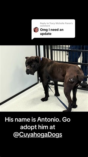 Replying to @Tracy Michelle Paren GO ADOPT HIM AT @CuyahogaDogs