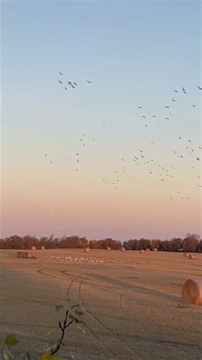 Snow Goose hunting￼