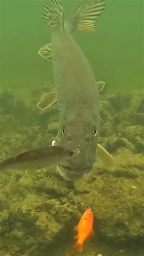 Underwater World on Instagram: "The coldest pike in history 💀 #pike #fishing #underwater #pikeattack #livebait"