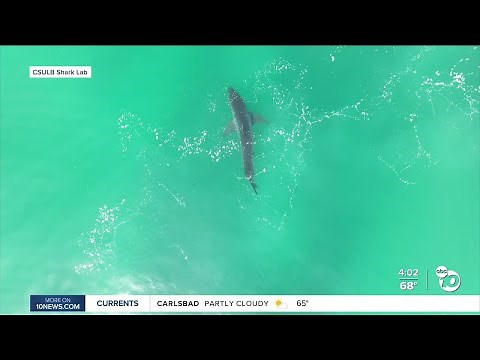 Real-time shark tracking system show cluster of sharks in Del Mar