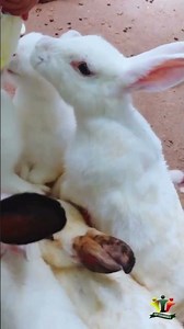 Incredible Facts About Rabbit Care #shorts #facts #animals