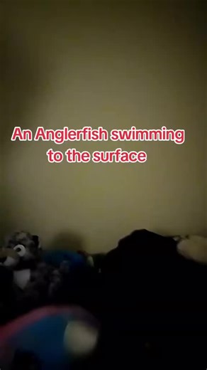 Callback to the Anglerfish that could #onthisday #angelerfish #fishtok | angler fish