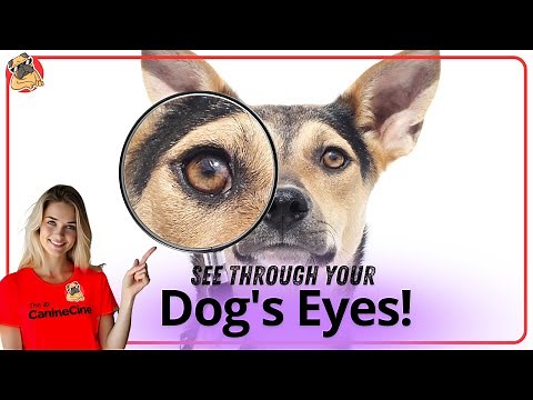 How Dogs Really See the World | Unlocking Their Unique Vision!
