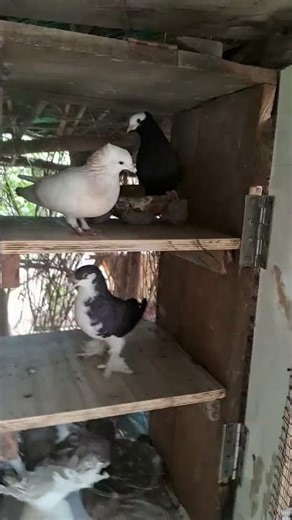 #pigeon #lopt#new#uaptete #music #dj #electronicmusic