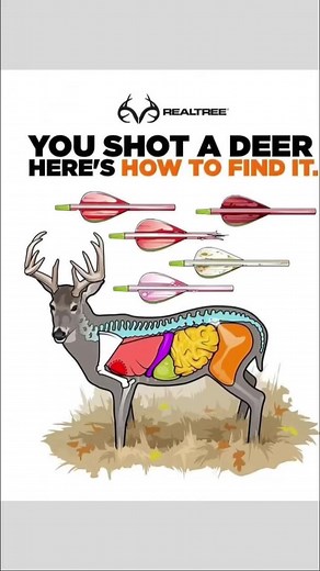 Longspur Tracking and Outfitting on Reels