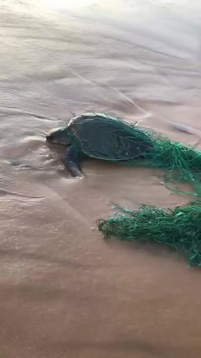 110K views · 7.2K reactions | Rescued turtle | Rescue Turtles | Facebook