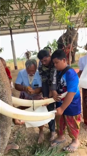 হাতির দাঁতের দাম ১০ লাখ টাকার উপরে | Ivory