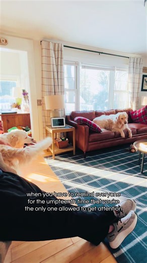 “Look I don’t make the rules, I just enforce them…” #fyp #dog #goldenretriever #doglife #dogsoftiktok