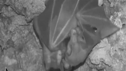 يُحب العناق ولا يتغذى على الدماء.. شاهد ما يفعله أكبر خفاش لاحم في العالم