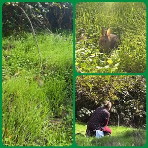 🤎 This Brush rabbit took to freedom today after surviving a dog attack. Brush Rabbits are in the cottontail family and top out at about 2lbs. They are food for many other animals and birds, but that is nature. This little one took off to what we hope will be a long life on a perfect day in sunny California. 🙏 Thank you for supporting Tri County Wildlife Care and for your kindness to our wildlife neighbors. Tri County Wildlife Care: https://www.pawspartners.org/donate.html | Tri County Wildlife