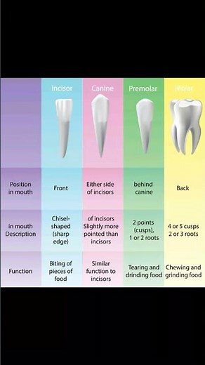 Types of human teeth and their functions 🦷