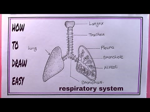 How to Draw Respiratory System/Human Respiratory System Diagram