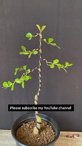 25K views · 189 reactions | Bonsai styling aluminum wire. #bonsaimaking #gardeningaluminumwire #bonsai_element | Nazim's Bonsai | Facebook