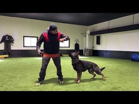 Intense IGP Dog Sport Training with Staatsmacht