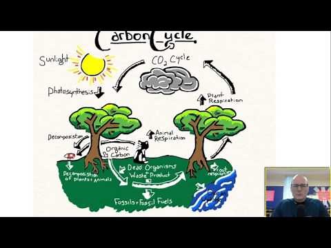 Matter Cycles in an Ecosystem