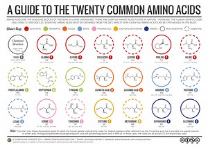 What are the 20 examples of amino acids? [2025] | QAQooking.wiki