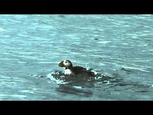 Puffins, Newfoundland and Labrador