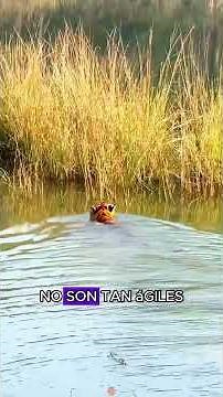 Fishermen spotted a tiger#animals #Friendship #Us #fyp #tiger
