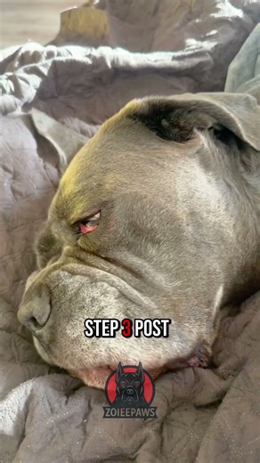 Dog Seizure Do These 3 Things Immediately #dogseizure #doghealth #shorts