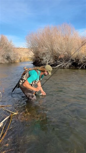Fred A. Rowe on Instagram: "Nymphing in the winter time. Midges and mayflies are the prime insects the trout are feeding on. Work the sections of river throughly making sure your nymph patterns bounce on the substrate. This is accomplished by having the correct amount of weight in the flies or on the line as split shot. A great winter setup is a size 18 bead head flash back pheasant tail nymph with split shot 12 to 18 inches above the fly and an indicator 1.5 to 2 times the average depth of wate