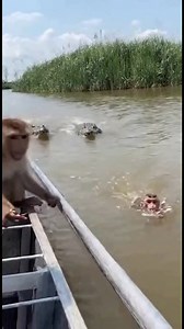 7.6K views · 26K reactions | Monkey rescue in Florida | AI Going Wild | Facebook