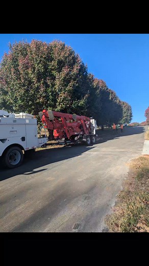 Topped four Bradford pear trees with full clean up. | Woody's Tree Service | Facebook