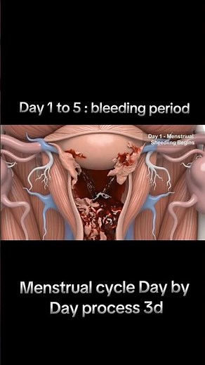 Menstrual Cycle Day 1 to Day 5 | 3D Animation Explained🩸 #menstrualcycle #menstrualperiods#menstrual