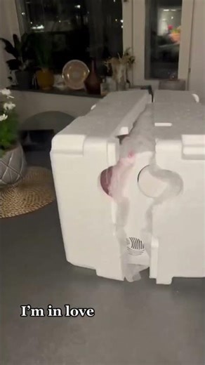 Sewing SC220 Sewing Machine | Reliable, Easy, and Perfect for Everyday Sewing